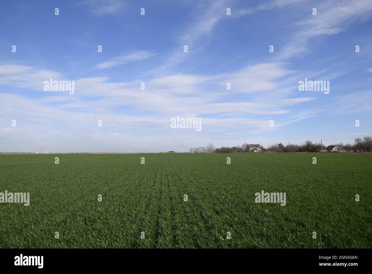 Spring winter wheat field. Shoots of wheat in a field on the ground ...