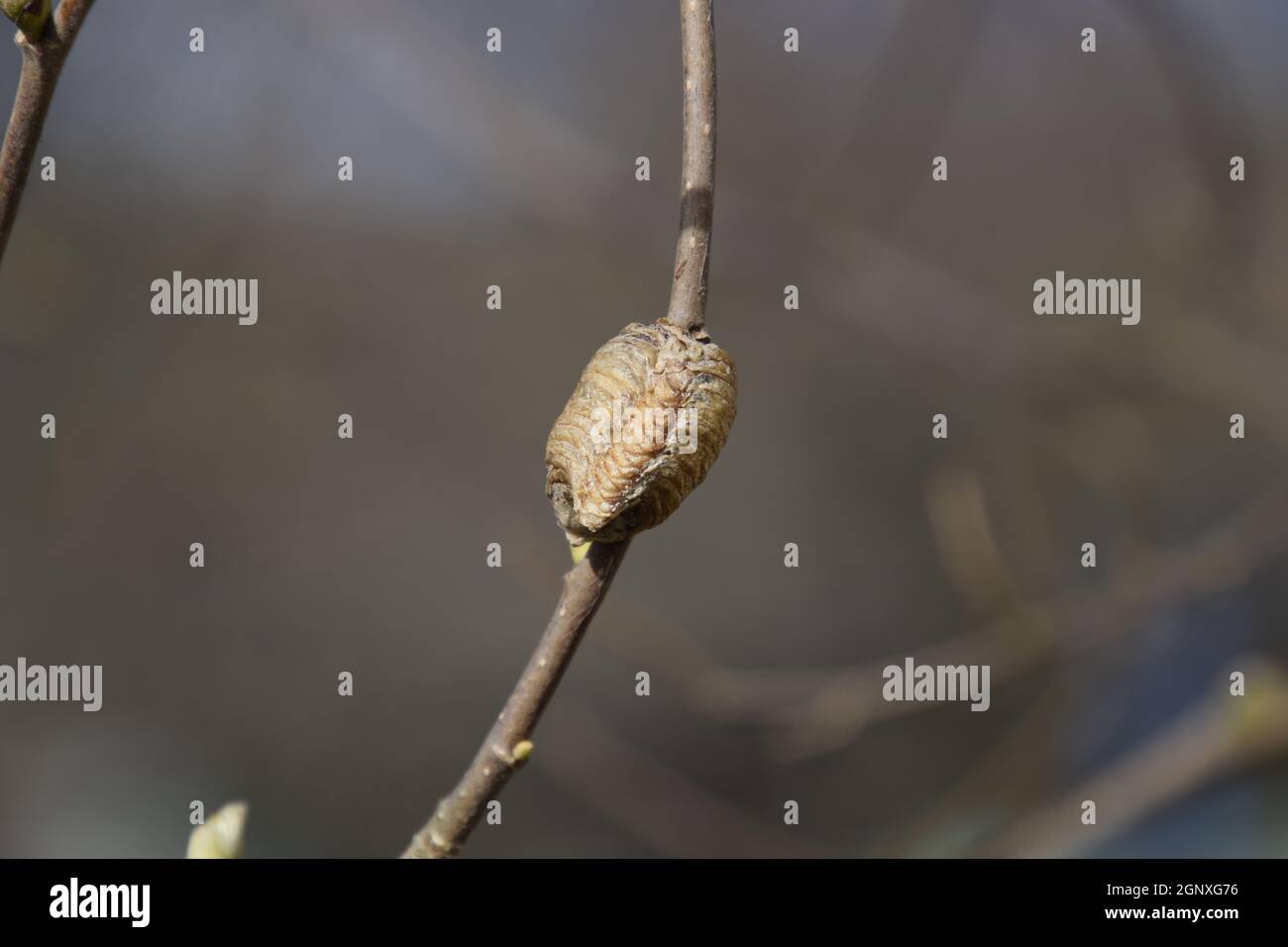 Ootheca mantis on the branches of a tree. The eggs of the insect laid ...
