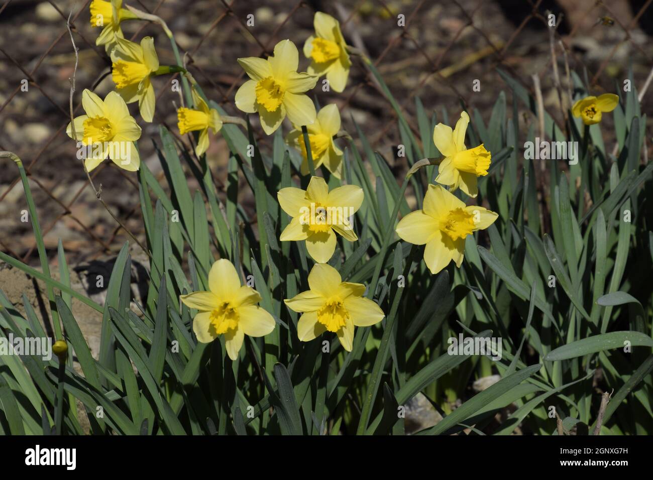 Flowers daffodil yellow. Spring flowering bulb plants in the flowerbed ...
