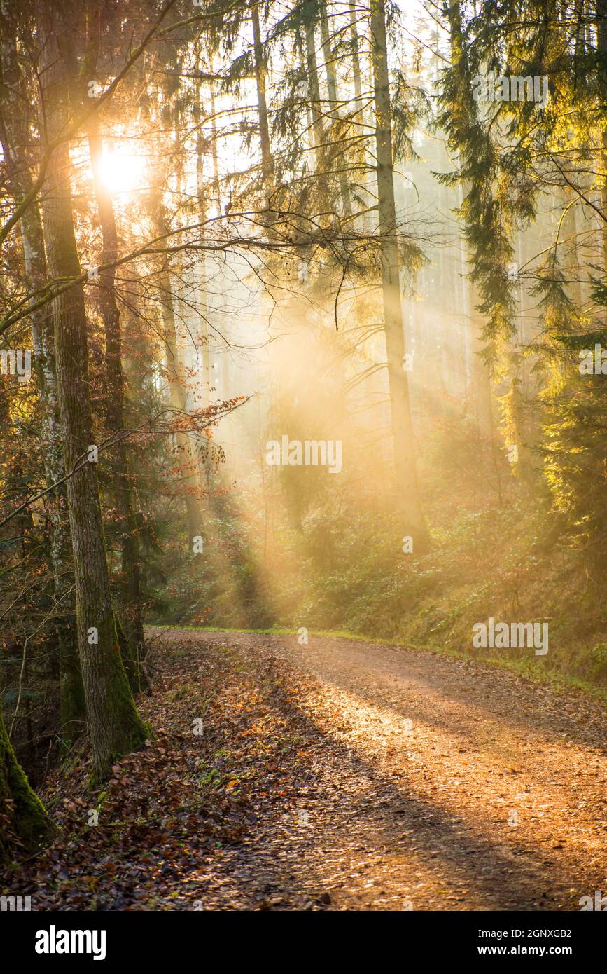 sun rays in a forest Stock Photo - Alamy