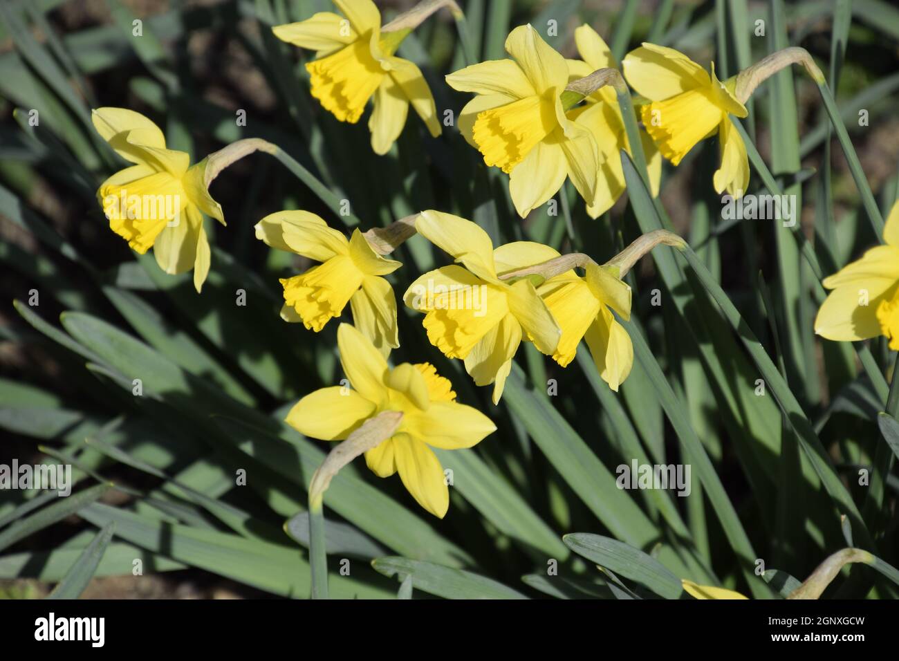 Flowers daffodil yellow. Spring flowering bulb plants in the flowerbed ...