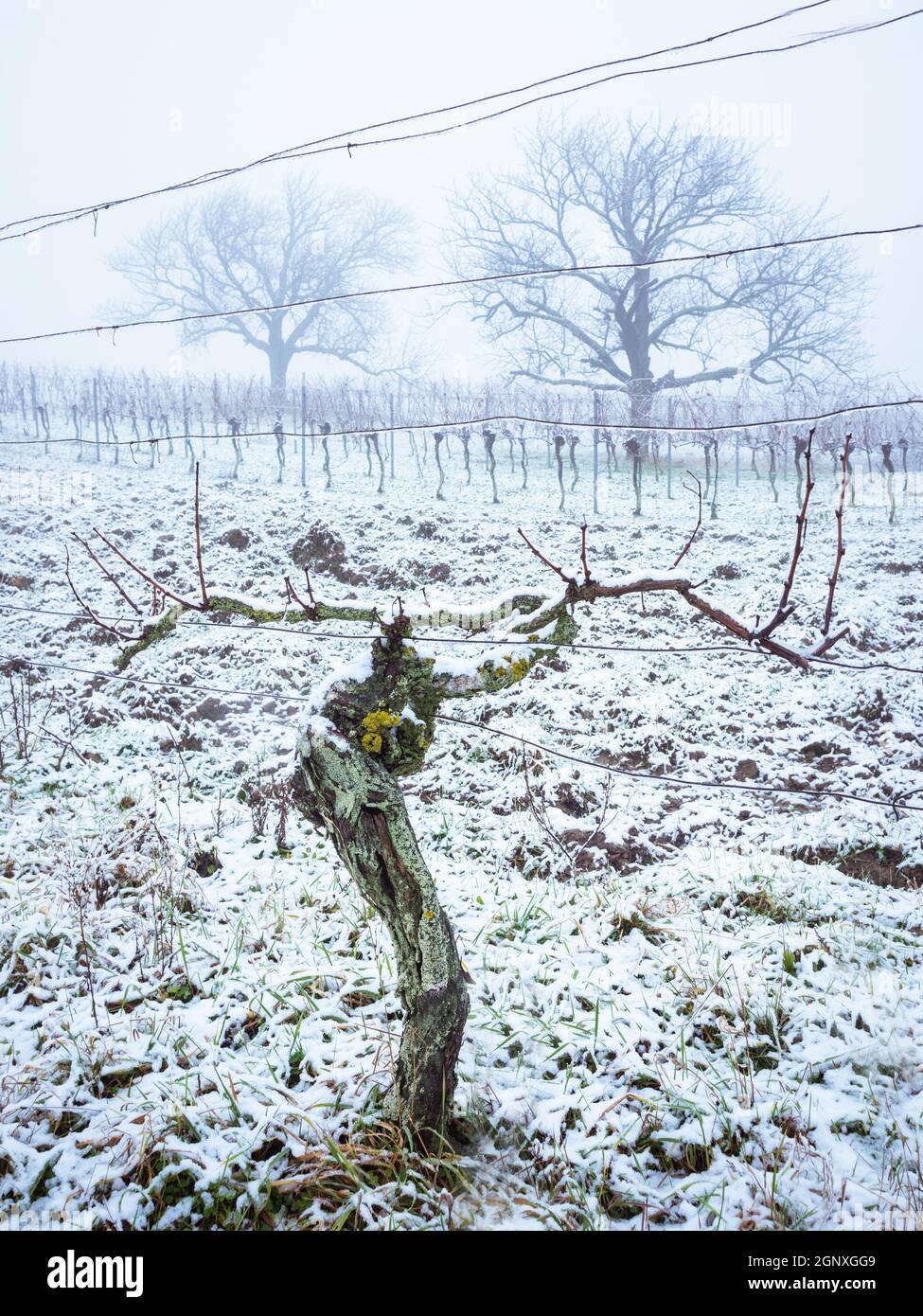 Alsace vineyard winter hi-res stock photography and images - Alamy