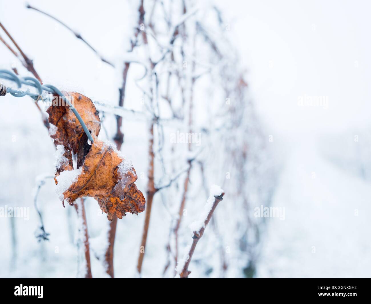 Alsace vineyard winter hi-res stock photography and images - Alamy