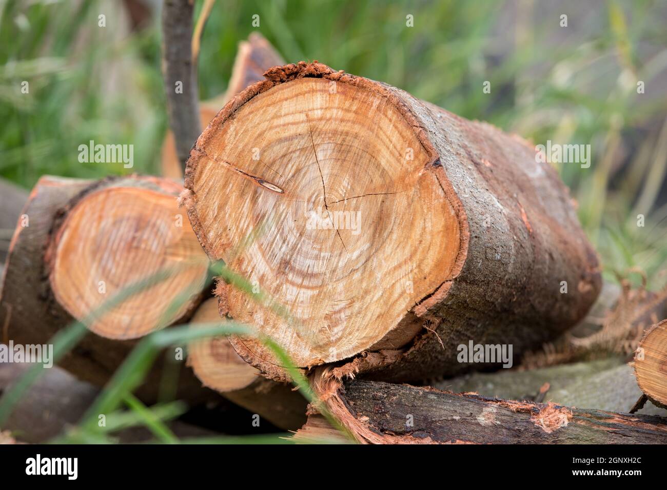 Cracked tree trunk cross section as exposed timber shrinks. Deep cracks ...