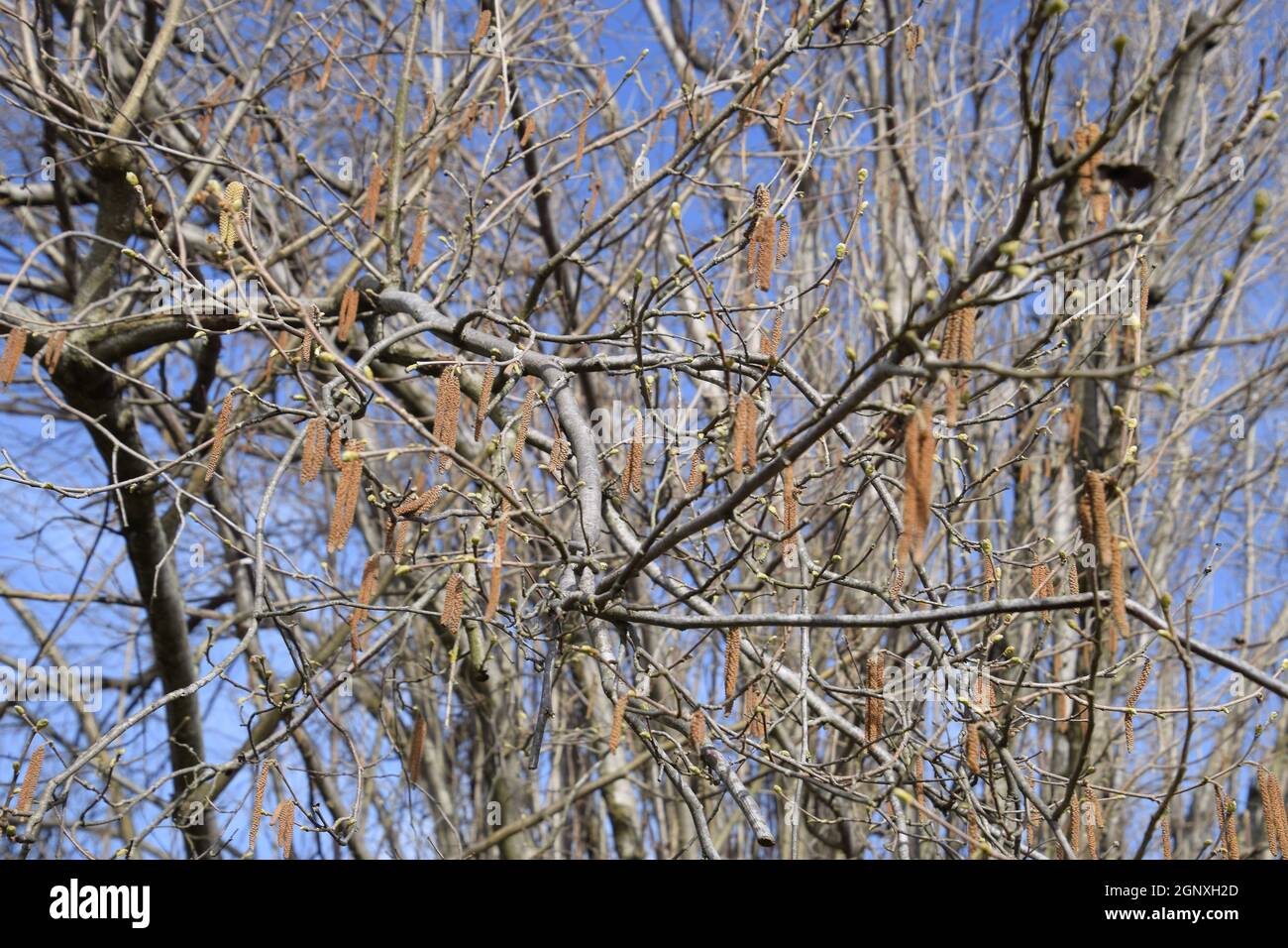 Flowering hazel hazelnut. Hazel catkins on branches Stock Photo - Alamy