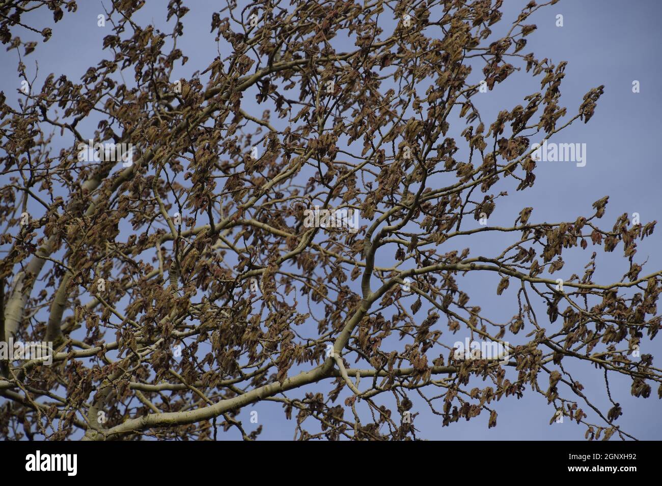 Blooming silver poplar. Silver poplar tree in spring. Poplar fluff from ...