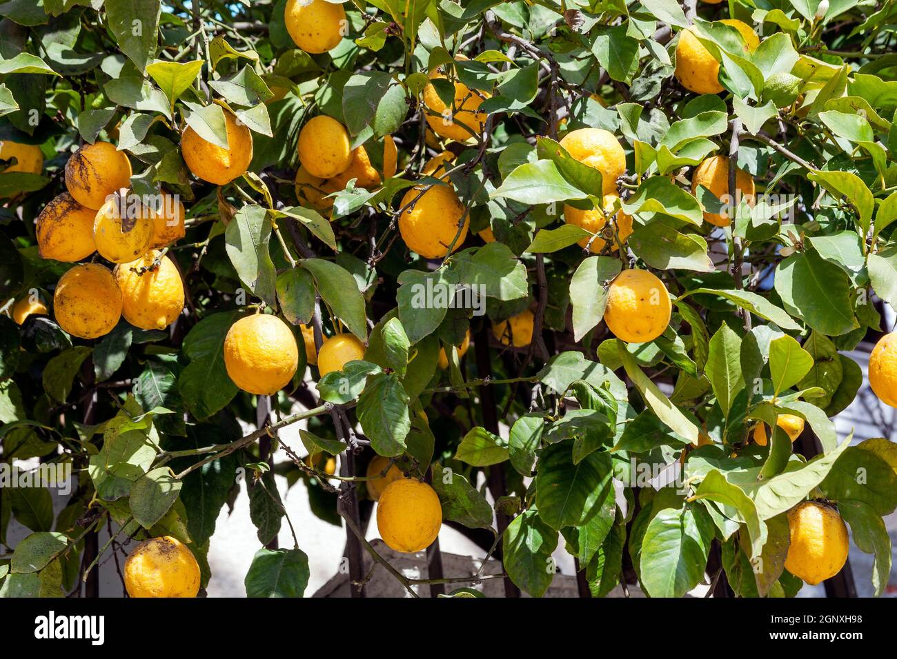 Lemon tree a yellow citrus fruit plant found in Middle East ...