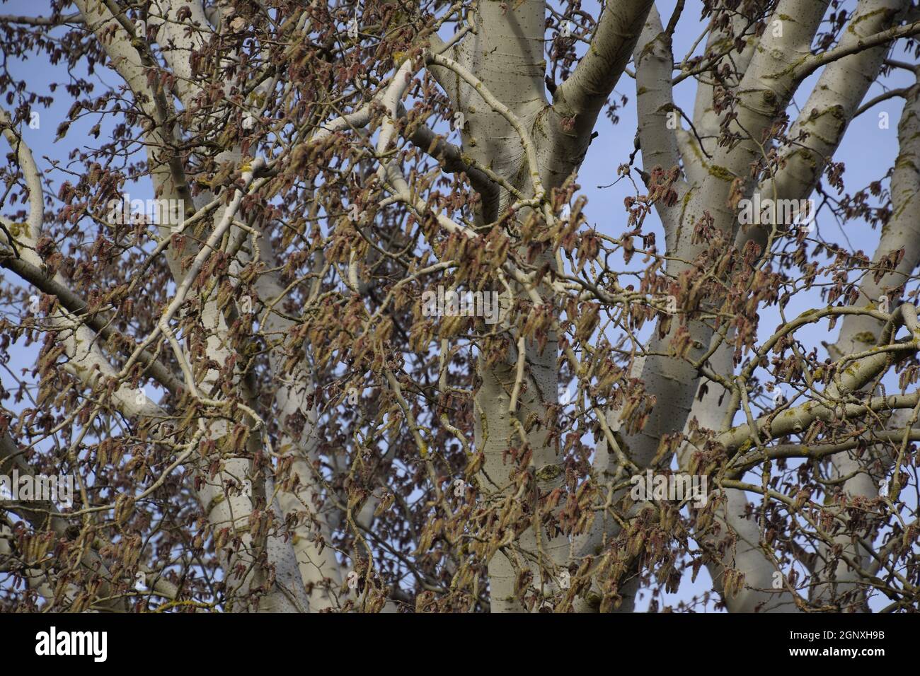 Blooming silver poplar. Silver poplar tree in spring. Poplar fluff from ...