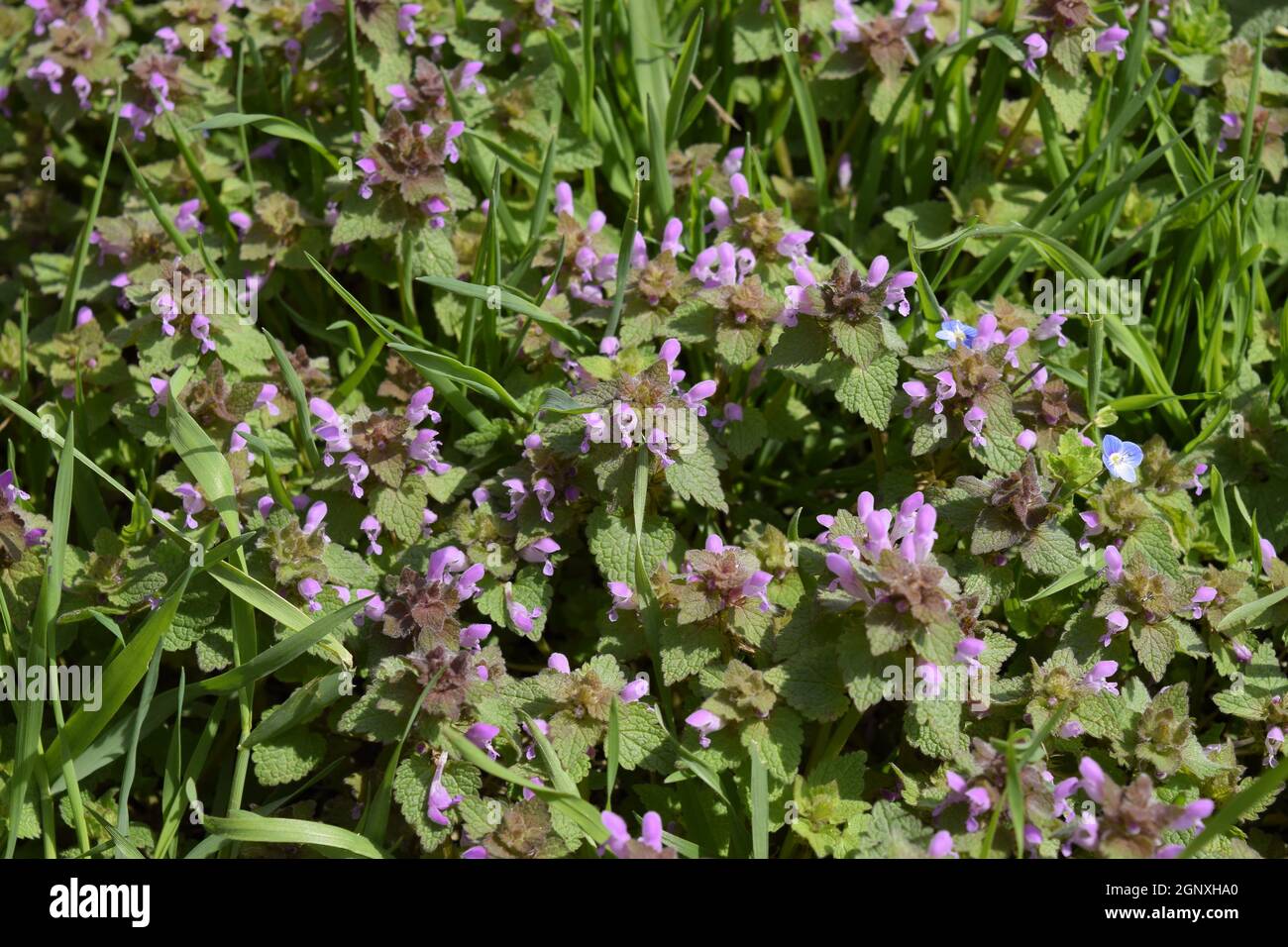Lamium purpureum blooming in the garden. Medicinal plants Stock Photo ...