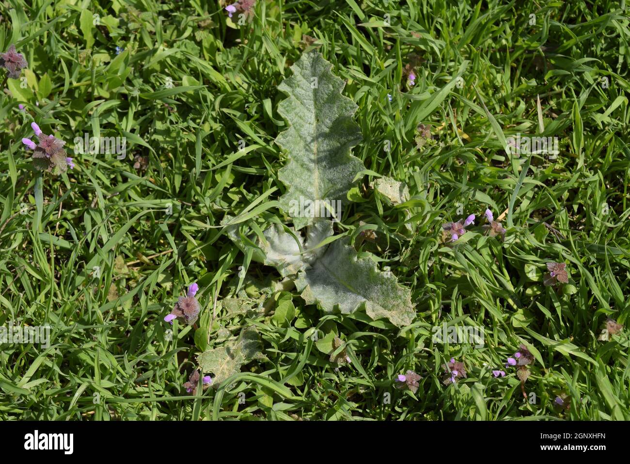 Onopordum acanthium Young leaves of a tartar. Tatarnik is a spiny weed ...