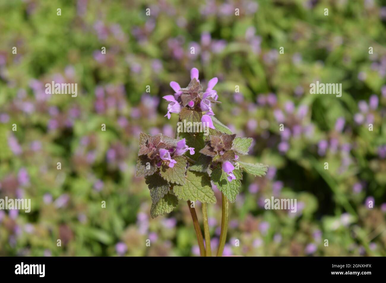 Lamium purpureum blooming in the garden. Medicinal plants Stock Photo ...