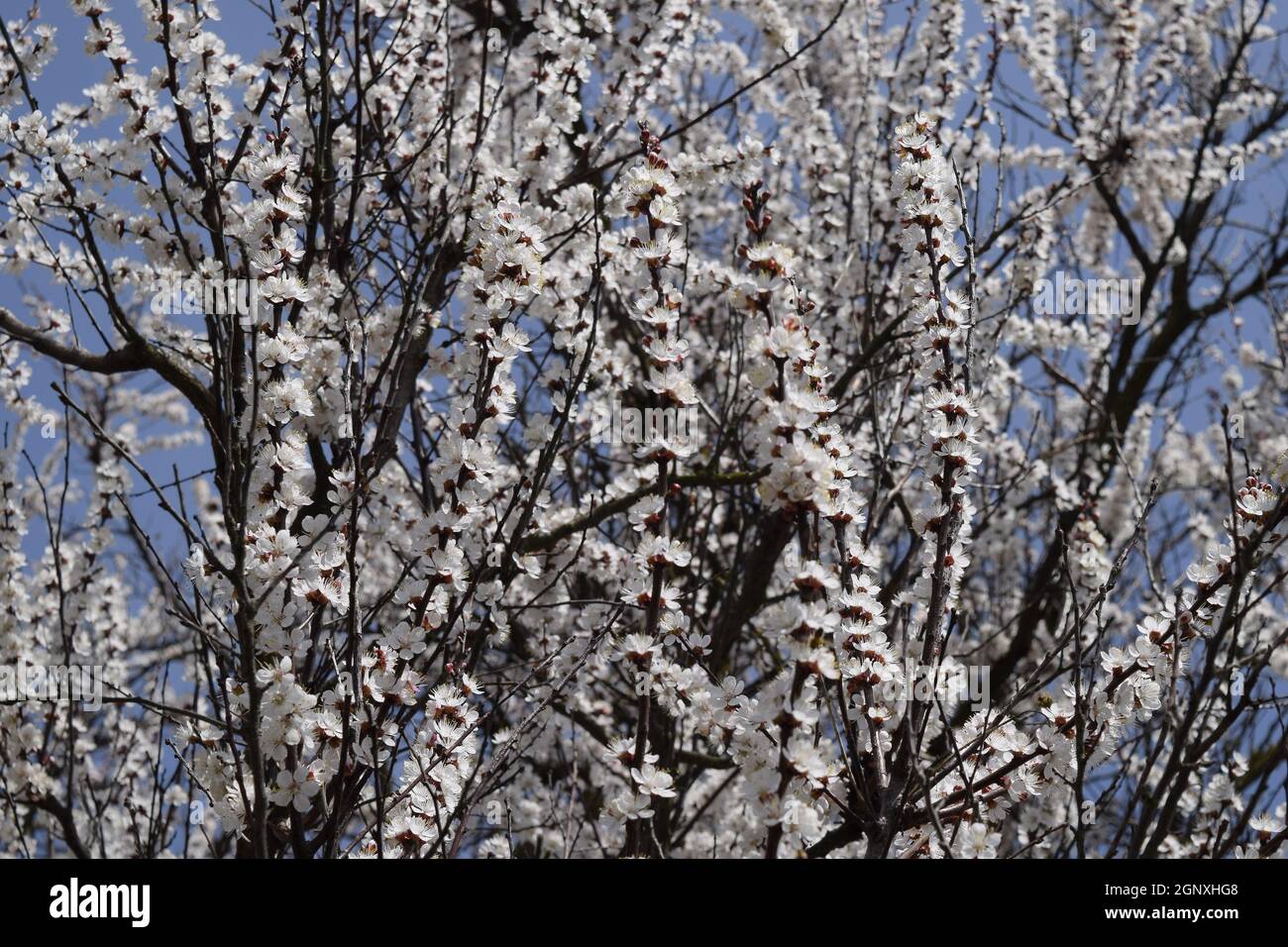 Blooming wild apricot in the garden. Spring flowering trees ...