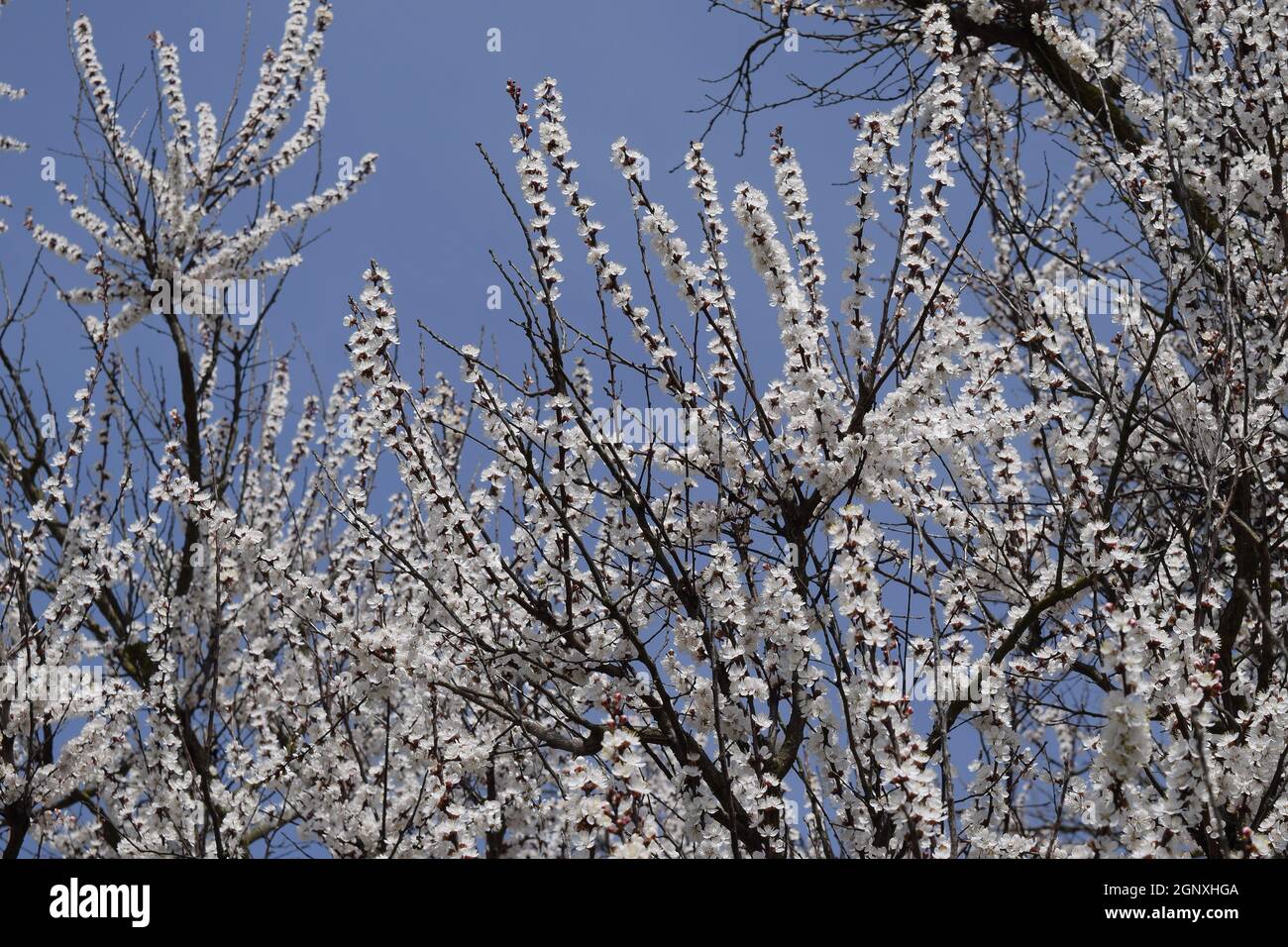Blooming wild apricot in the garden. Spring flowering trees ...