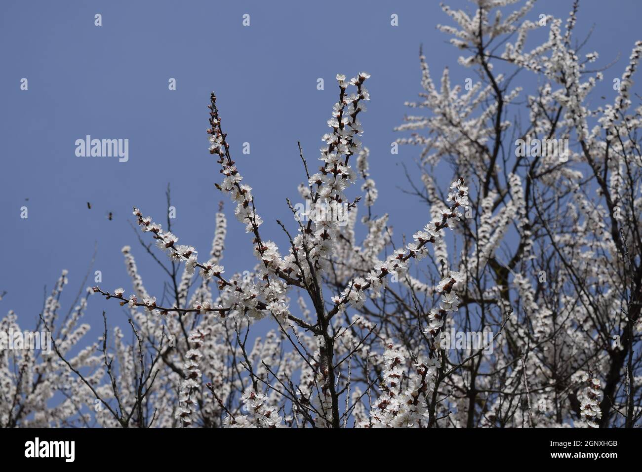 Blooming wild apricot in the garden. Spring flowering trees ...