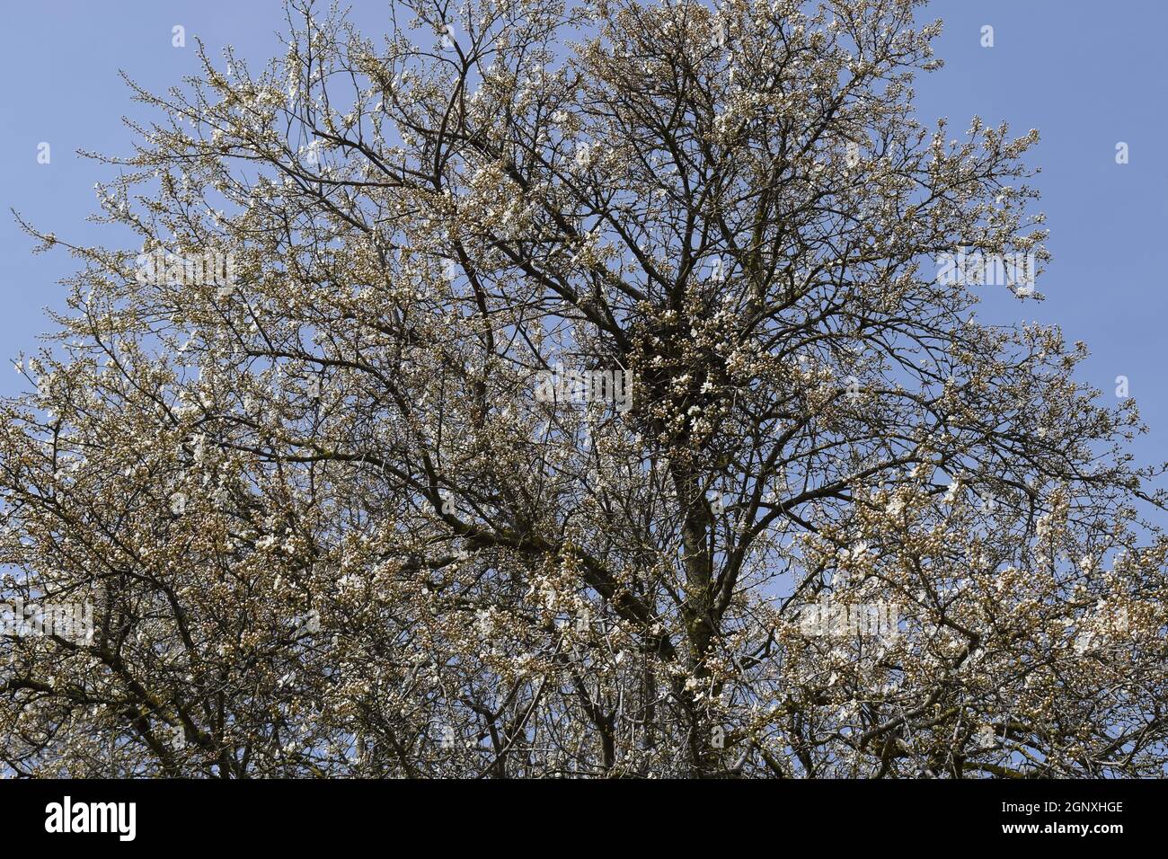 Flowering plum garden. Farm garden in spring Stock Photo - Alamy