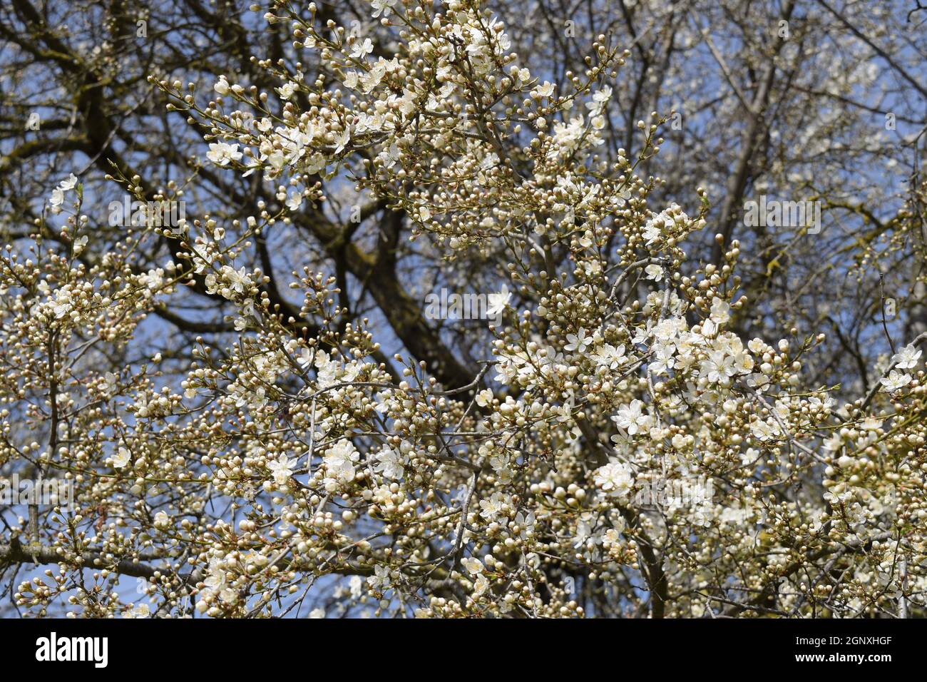 Flowering plum garden. Farm garden in spring Stock Photo - Alamy