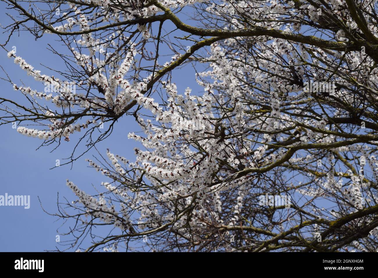 Blooming wild apricot in the garden. Spring flowering trees ...