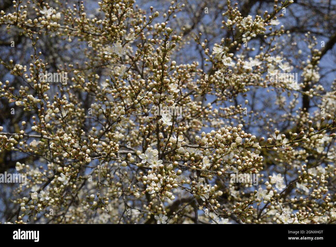 Flowering plum garden. Farm garden in spring Stock Photo - Alamy