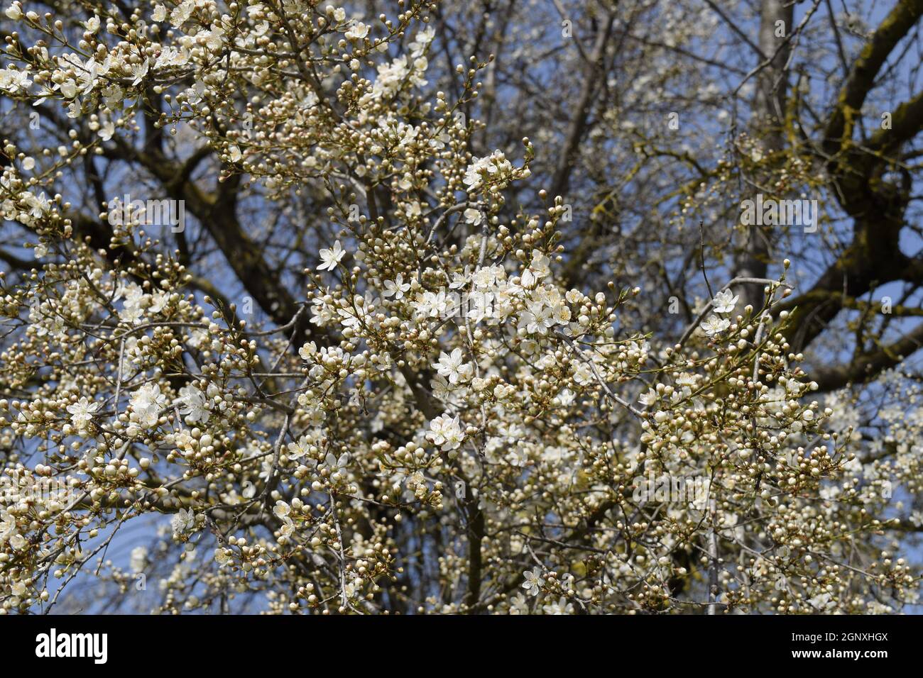 Flowering plum garden. Farm garden in spring Stock Photo - Alamy