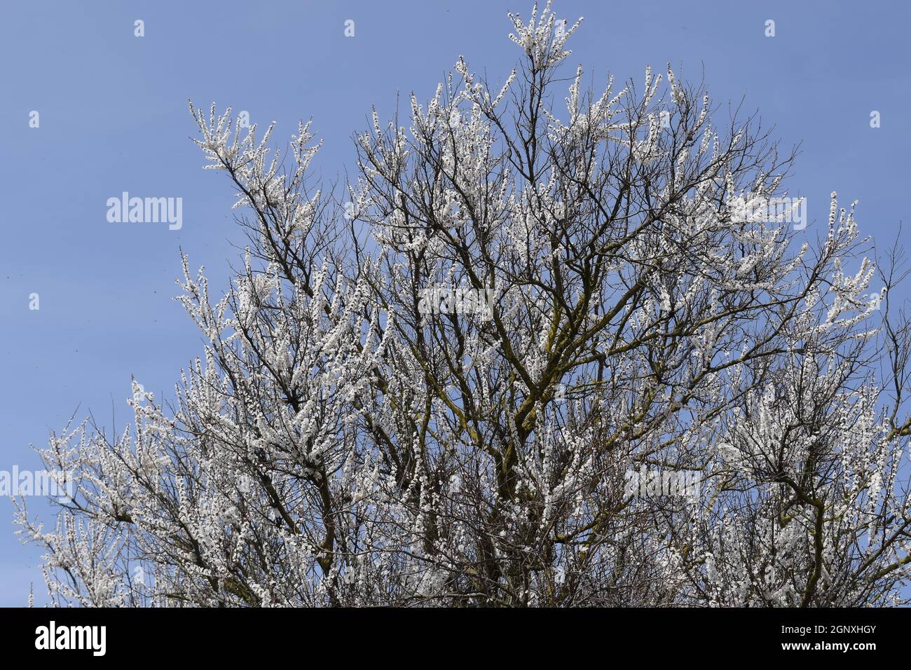 Blooming wild apricot in the garden. Spring flowering trees ...