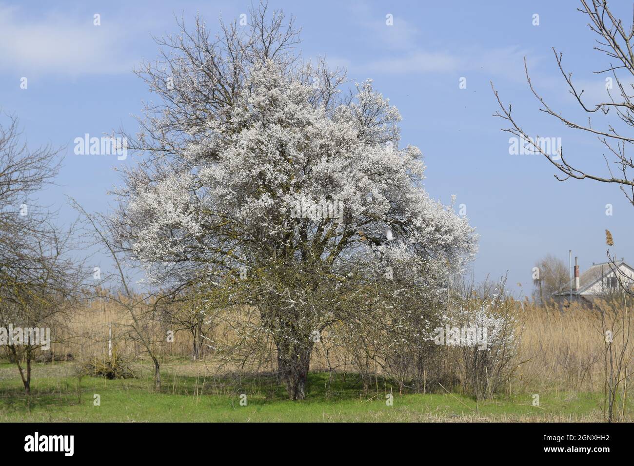 Flowering plum garden. Farm garden in spring Stock Photo - Alamy