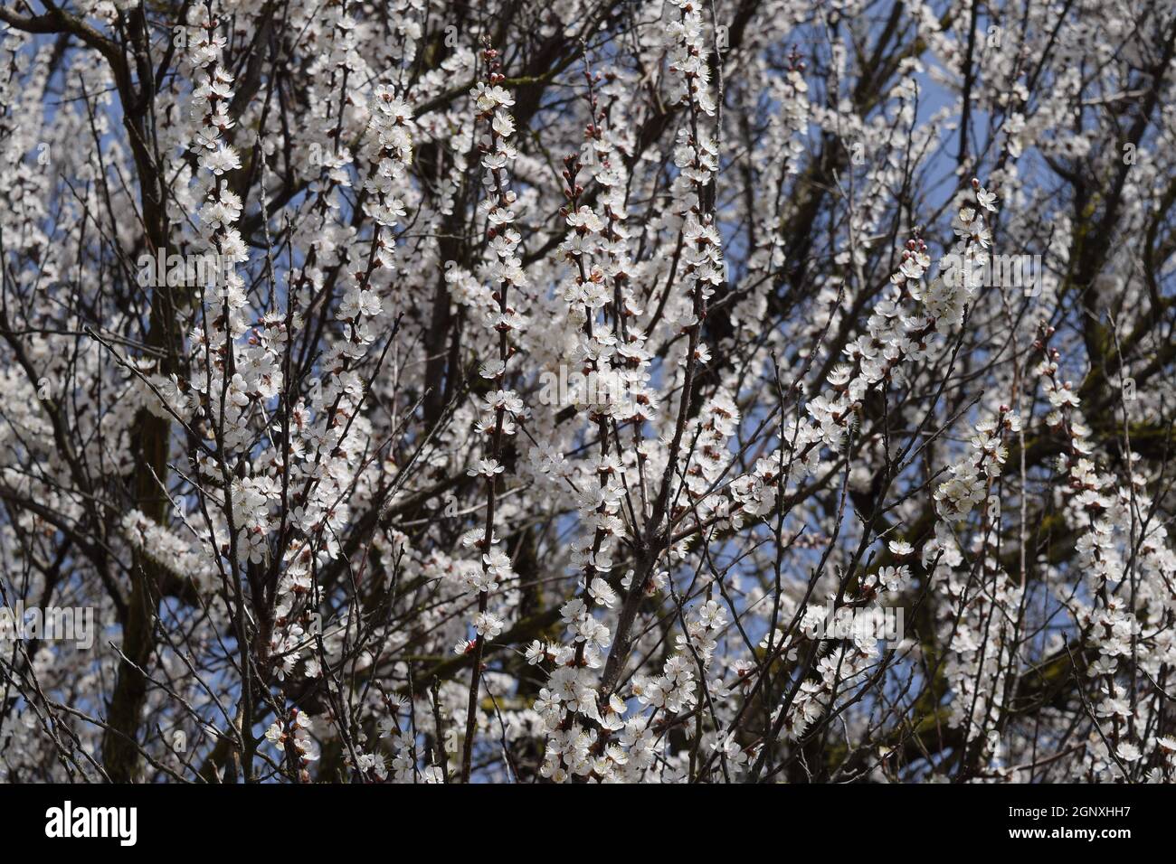 Blooming wild apricot in the garden. Spring flowering trees ...
