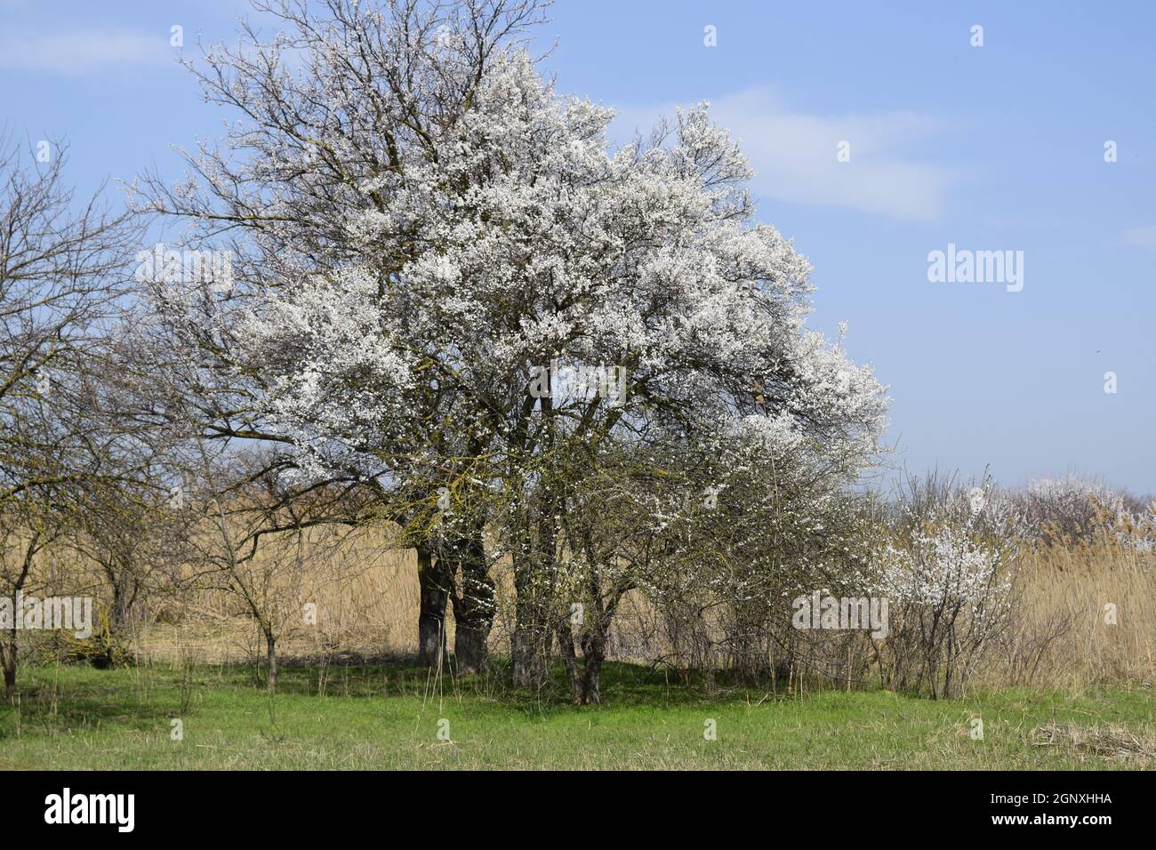 Flowering plum garden. Farm garden in spring Stock Photo - Alamy
