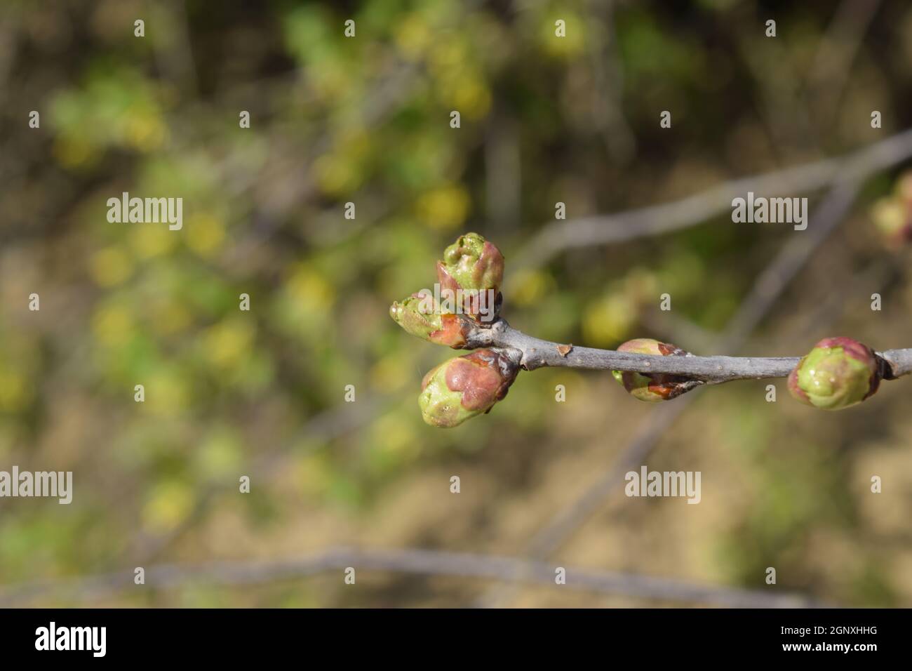 Young buds of a cherry on a branch. Blossoming cherry buds Stock Photo ...