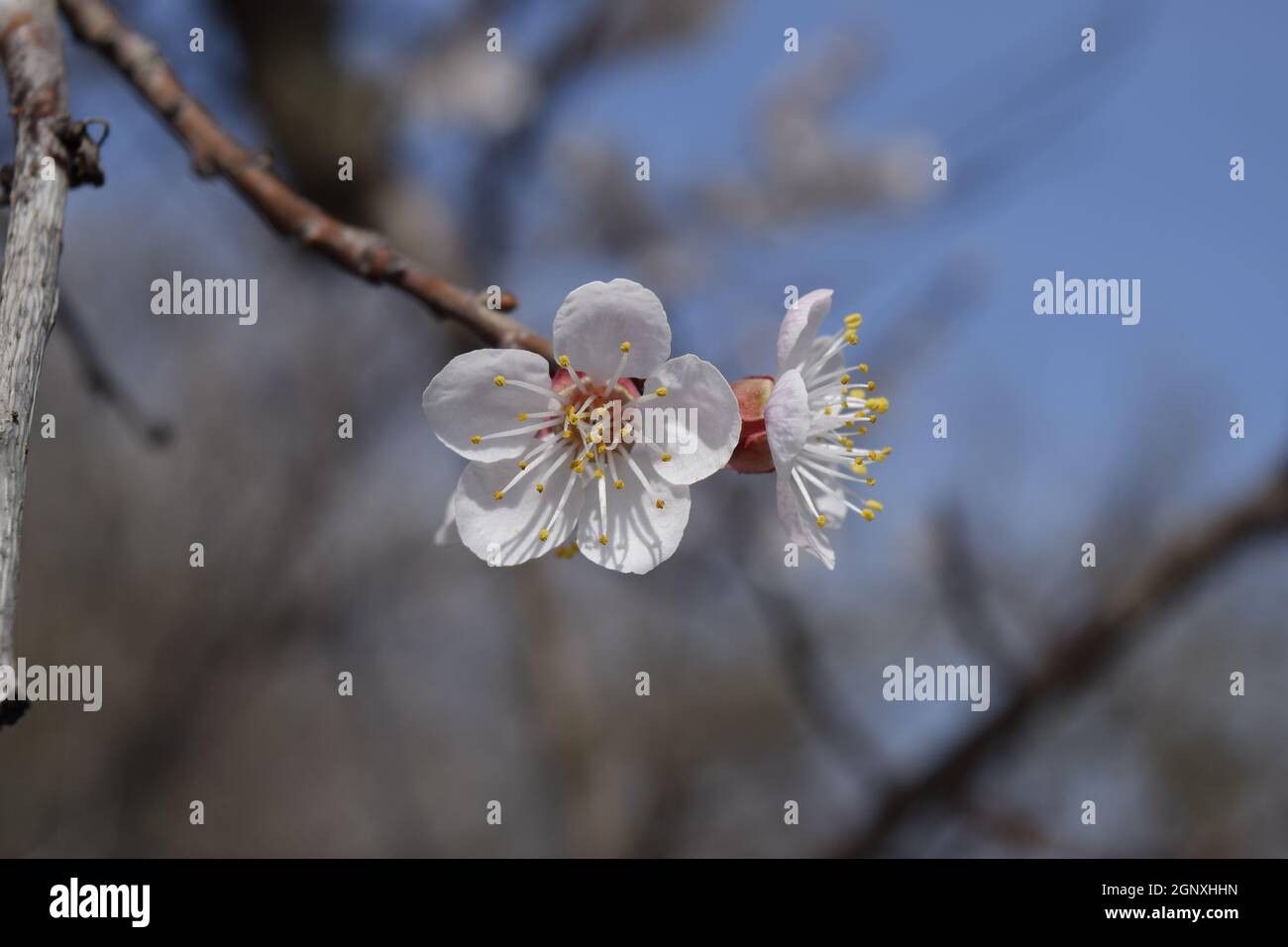 Blooming wild apricot in the garden. Spring flowering trees ...