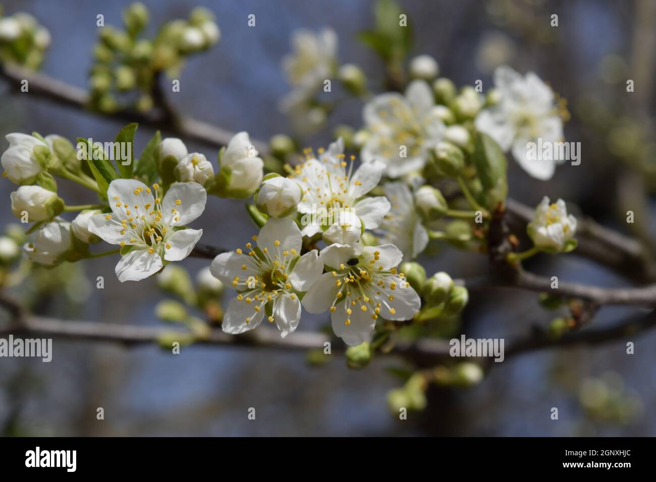 Flowering plum garden. Farm garden in spring Stock Photo - Alamy