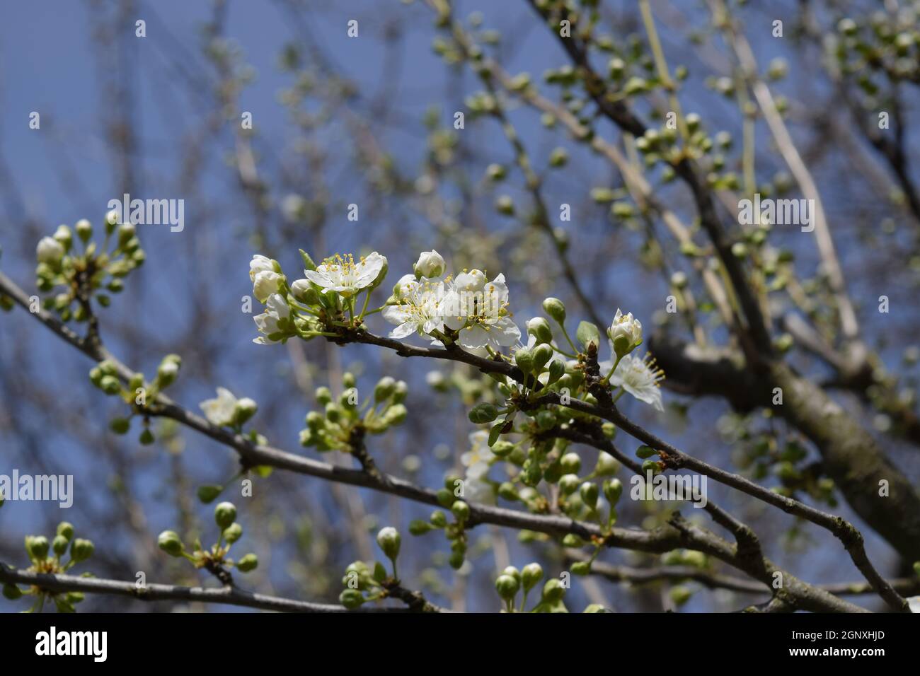 Flowering plum garden. Farm garden in spring Stock Photo - Alamy