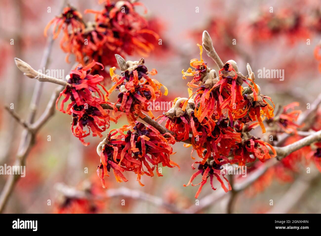Hamamelis x Intermedia 'Diane' (Witch Hazel) a winter spring flowering ...