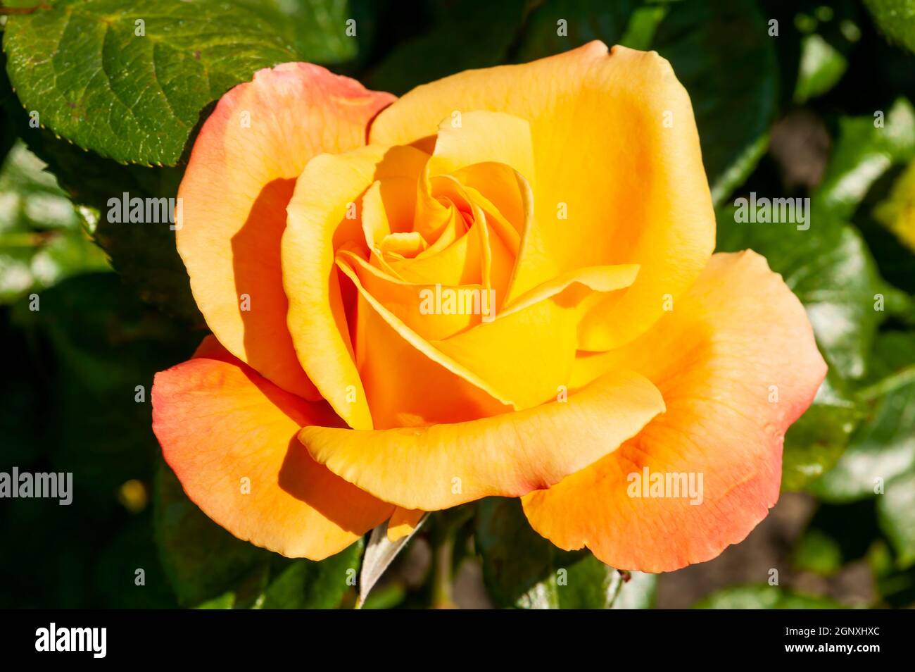 Rose 'Fulton Mackay' (rosa) a yellow orange perennial spring summer ...