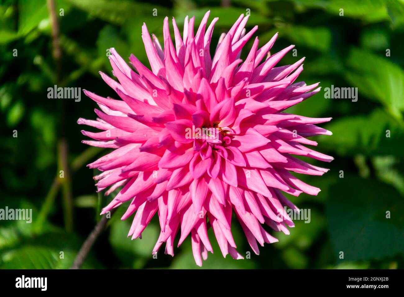Rave Tree High Resolution Stock Photography and Images - Alamy