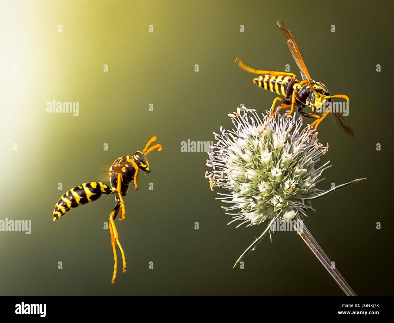 Wasps fly around the flower. Predatory wasps Stock Photo - Alamy