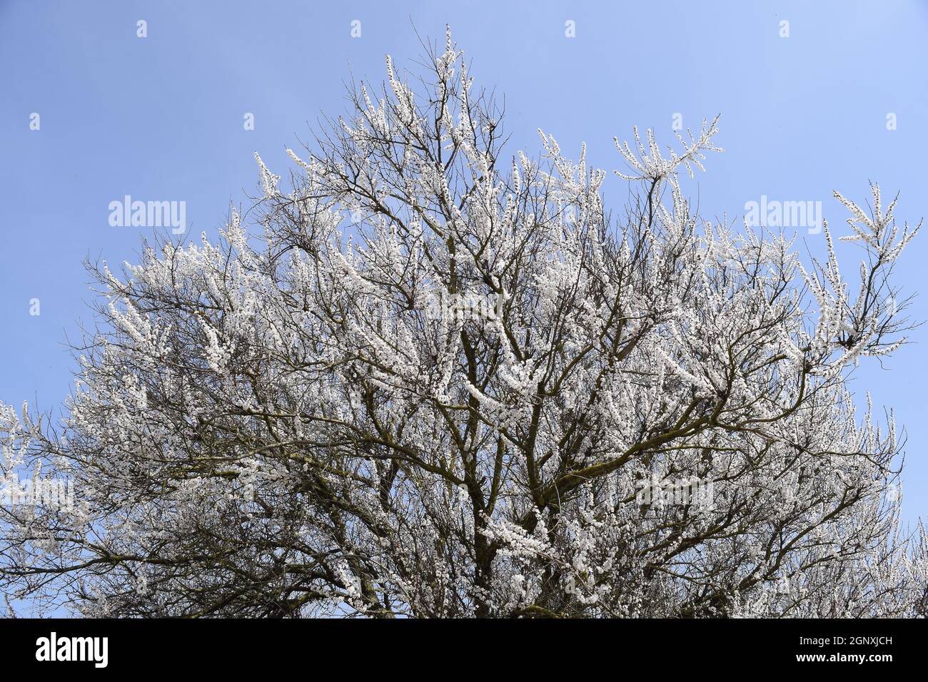 Blooming wild apricot in the garden. Spring flowering trees ...