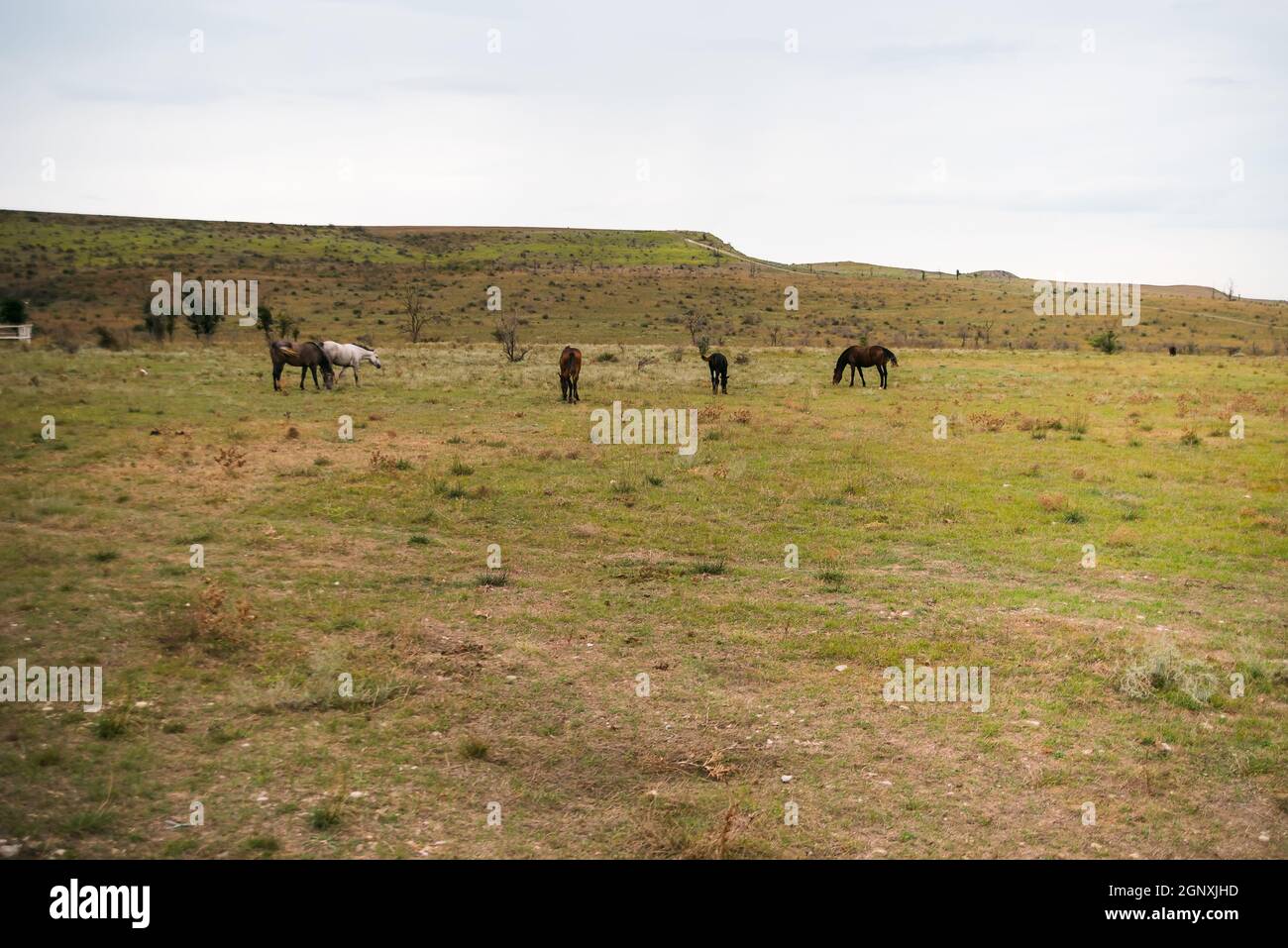 Horses run gallop in flower meadow, autumn steppe Stock Photo - Alamy