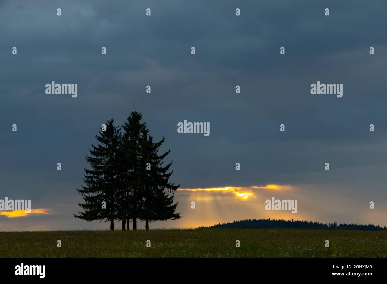 Landscape at sunset in Slavkovsky les near Horni Slavkov, Western ...