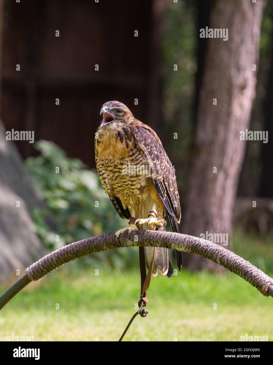 Vertical closeup of the brown buzzard Stock Photo - Alamy
