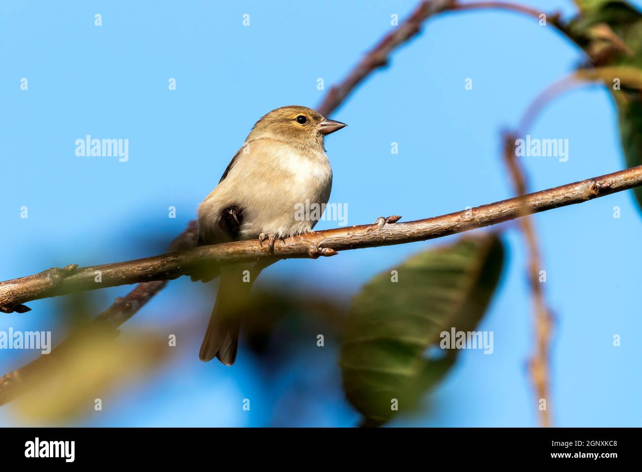 Hedge sparrow or Dunnock, (Prunella modularis) bird perched on a shrub ...