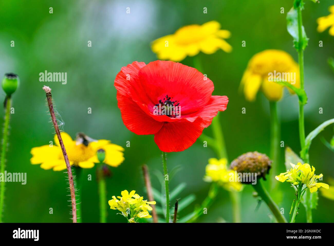 Red poppy (papaver rhoeas) a common wild garden flower plant used in ...