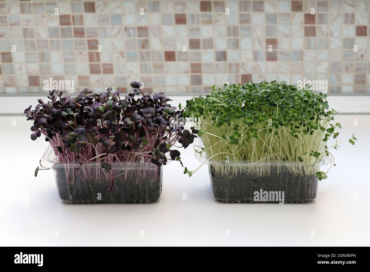 Microgreens healthy plants growing inside home garden in plastic ...