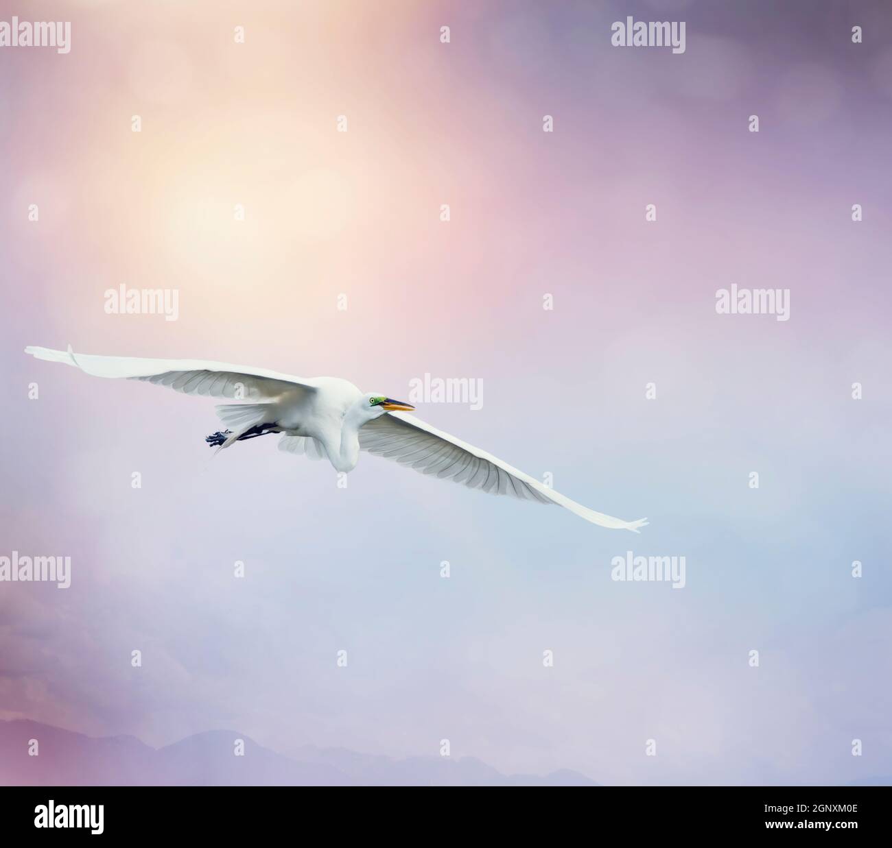 Great White Egret in flight at sunset Stock Photo - Alamy