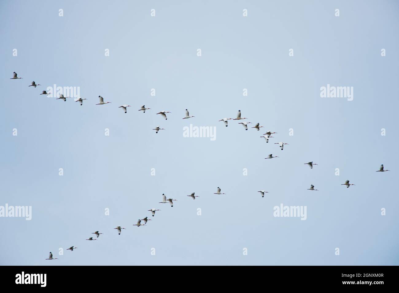 Many white ibis birds hi-res stock photography and images - Alamy