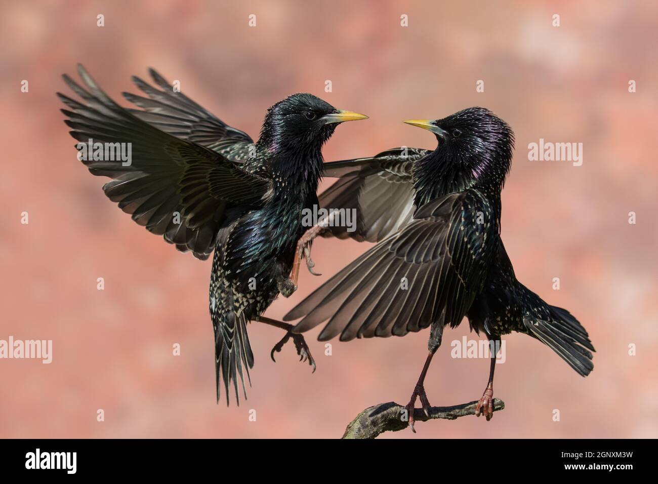 Starlings fighting hi-res stock photography and images - Alamy