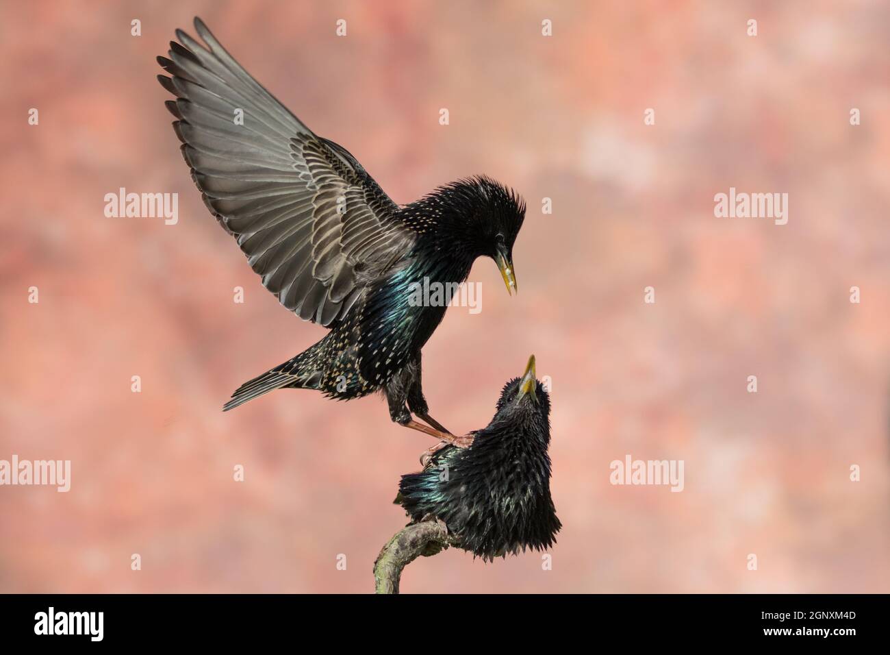Starlings fighting hi-res stock photography and images - Alamy