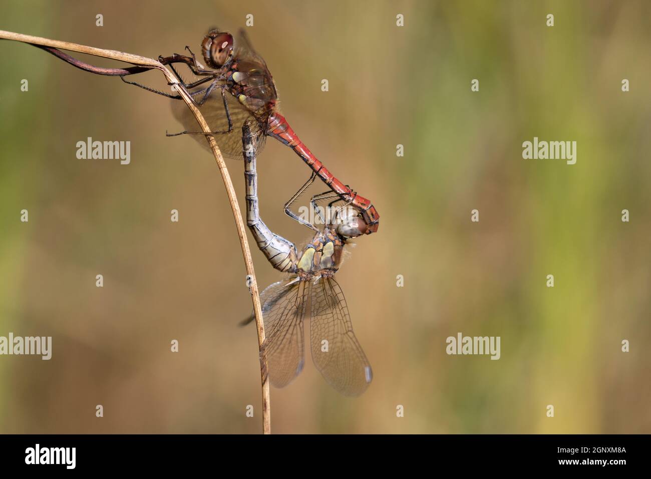 Common Darter dragonflies mating Stock Photo - Alamy