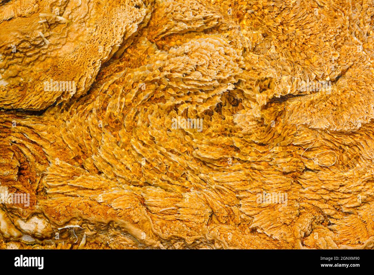 Yellowstone bacteria pools in the USA Stock Photo - Alamy
