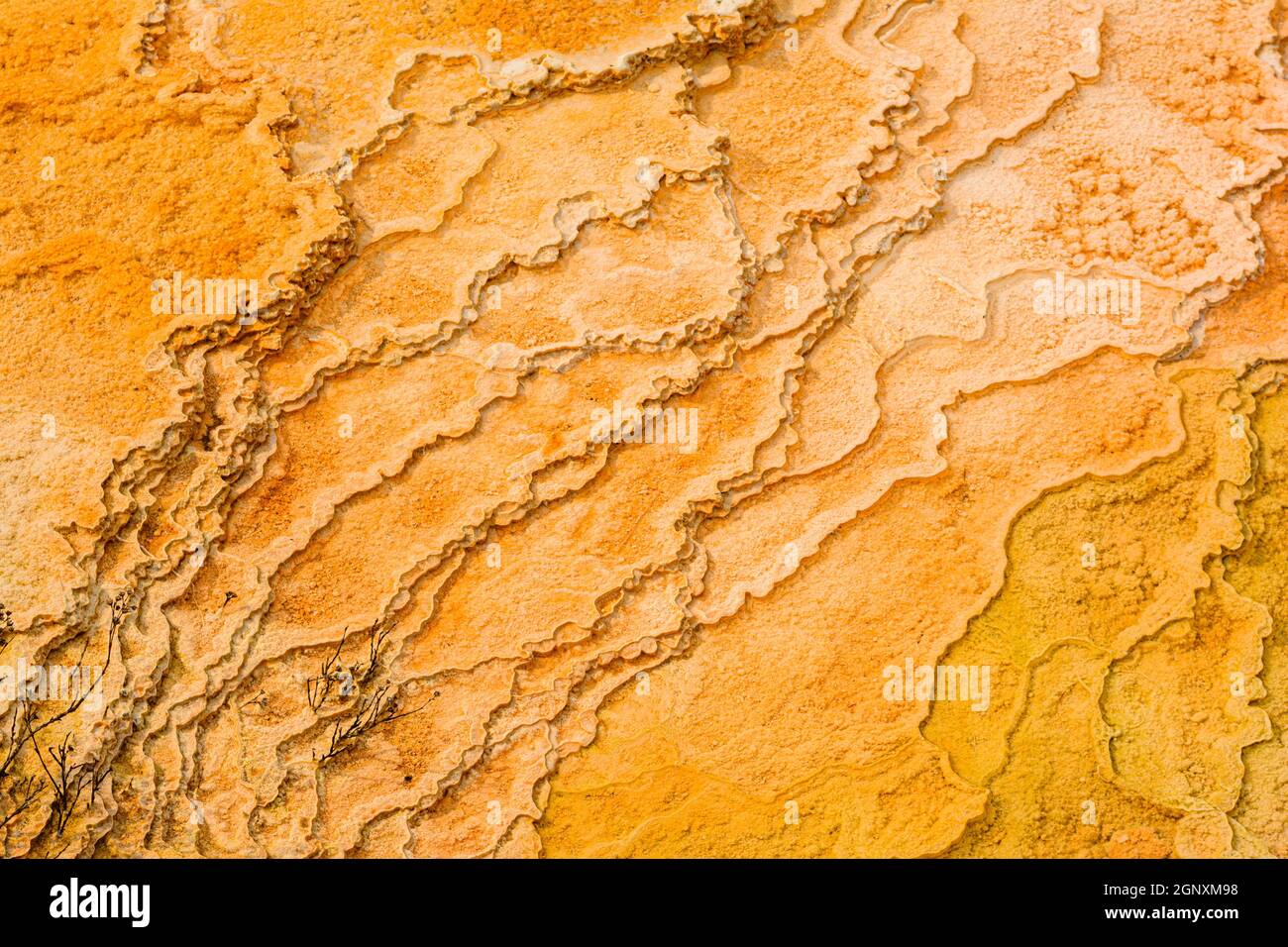 Bacteria in water microscope hi-res stock photography and images - Alamy