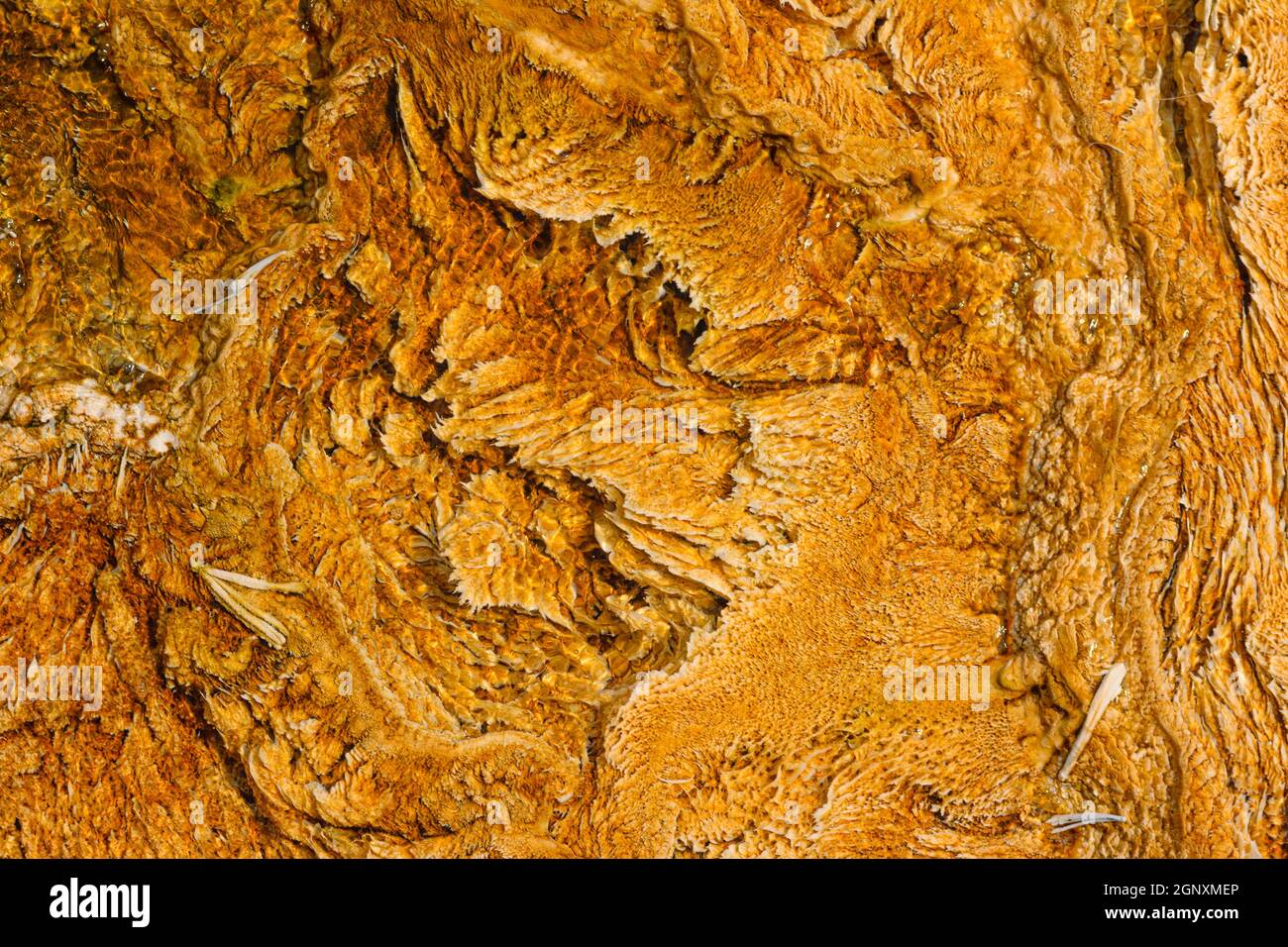 Bacteria pools hi-res stock photography and images - Alamy